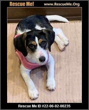 - Minnesota Dog Rescue - ADOPTIONS - Rescue Me!