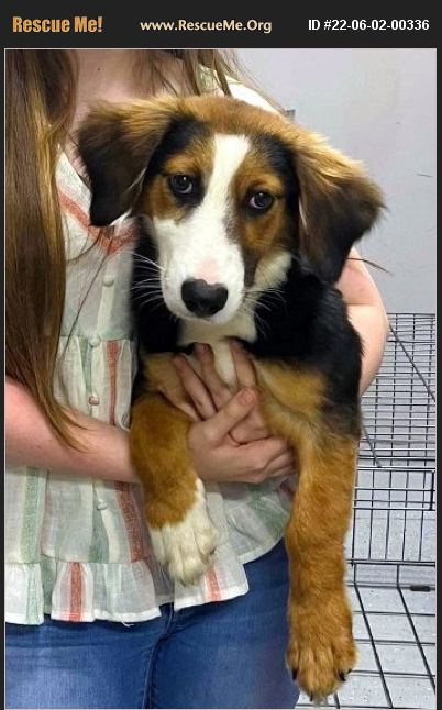 ADOPT 22060200336 ~ English Cocker Spaniel Rescue ~ Bedford Hills, NY