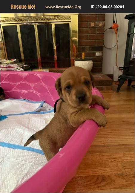 ADOPT 22060300201 ~ Boxer Rescue ~ Tolland, CT