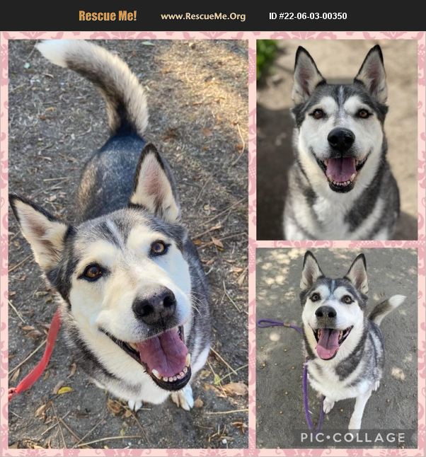ADOPT 22060300350 ~ Siberian Husky Rescue ~ San Bernardino County, CA