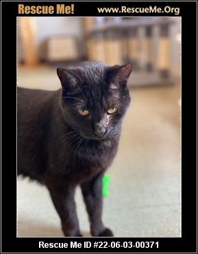 - Wisconsin Cat Rescue - ADOPTIONS - Rescue Me!