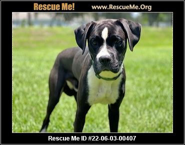 - Florida Boxer Rescue - ADOPTIONS - Rescue Me!