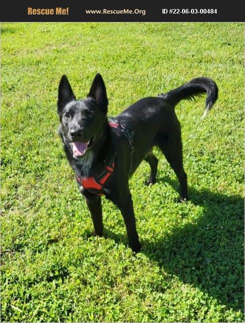 ADOPT 22060300484 ~ Dutch Shepherd Rescue ~ Sophia, NC