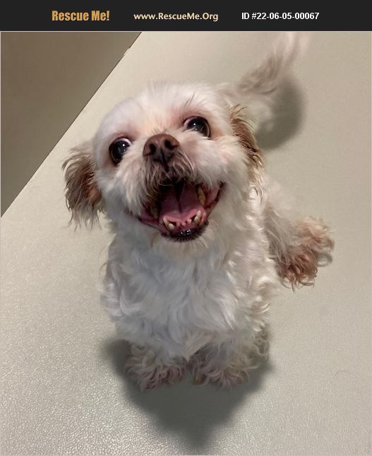 ADOPT 22060500067 ~ Maltese Rescue ~ Durham, NC