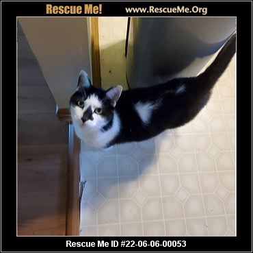 - South Carolina Cat Rescue - ADOPTIONS - Rescue Me!