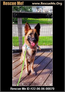 - Indiana German Shepherd Rescue - ADOPTIONS - Rescue Me!
