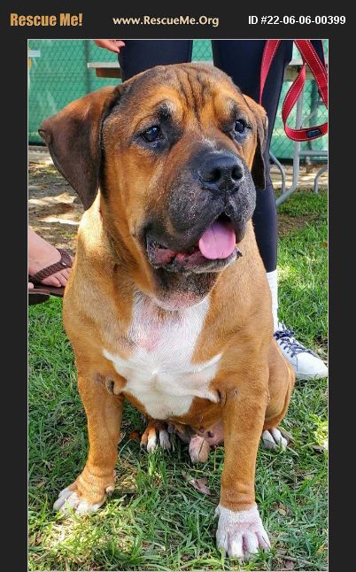ADOPT 22060600399 ~ Mastiff Rescue ~ Orange County, CA