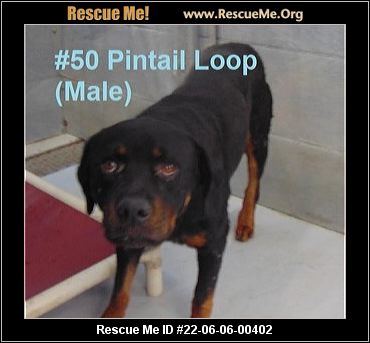 - Texas Rottweiler Rescue - ADOPTIONS - Rescue Me!