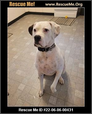 - Kentucky Dog Rescue - ADOPTIONS - Rescue Me!