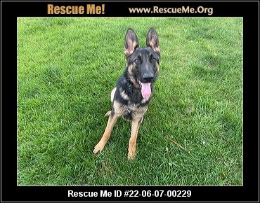 - Maryland German Shepherd Rescue - ADOPTIONS - Rescue Me!