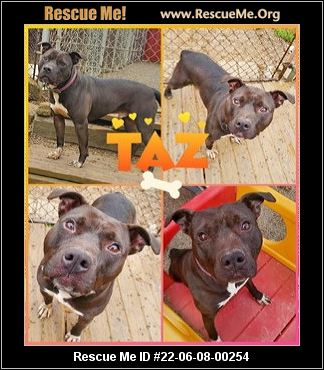 - Pennsylvania Pit Bull Rescue - ADOPTIONS - Rescue Me!