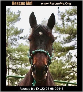 - Colorado Horse Rescue - ADOPTIONS - Rescue Me!