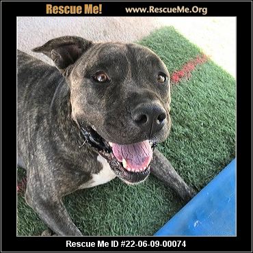 - Arizona Pit Bull Rescue - ADOPTIONS - Rescue Me!