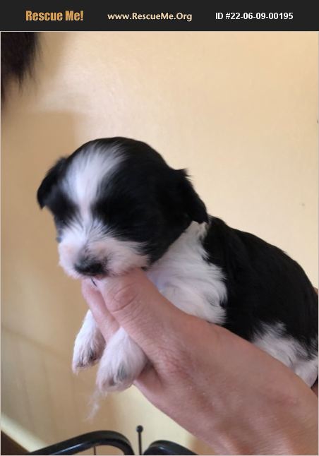 ADOPT 22060900195 ~ Maltese Rescue ~ Casa Grande, AZ