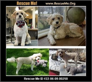 - Illinois Poodle Rescue - ADOPTIONS - Rescue Me!