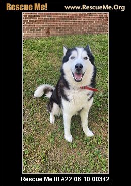 - Virginia Siberian Husky Rescue - ADOPTIONS - Rescue Me!