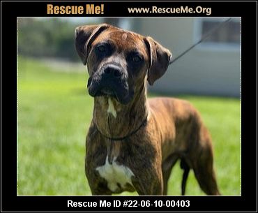 - Florida Boxer Rescue - ADOPTIONS - Rescue Me!