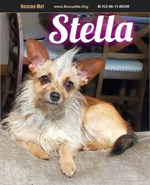 ADOPT 22061100298 ~ Yorkie Rescue ~ Grove, OK