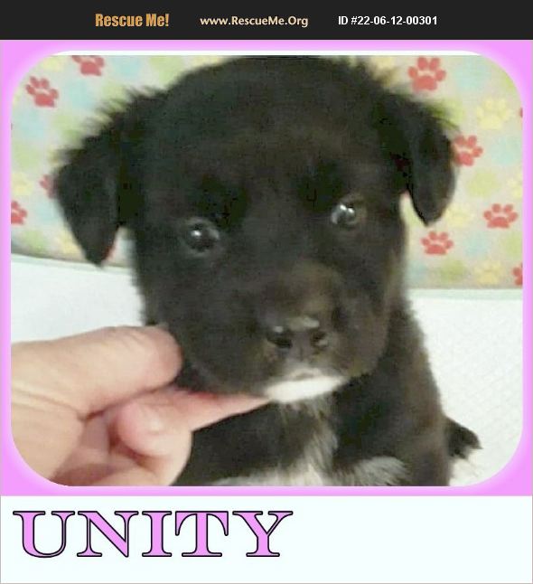 ADOPT 22061200301 ~ German Shepherd Rescue ~ East Dundee, IL