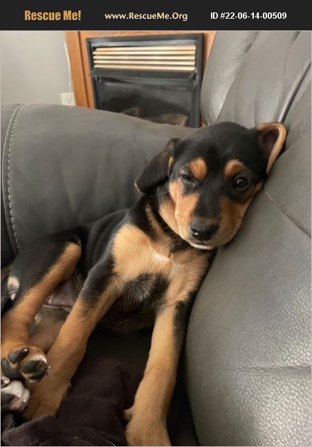 ADOPT 22061400509 ~ Boxer Rescue ~ Tolland, CT