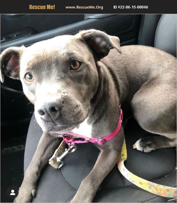 ADOPT 22061500046 ~ Pit Bull Rescue ~ Charlotte, NC