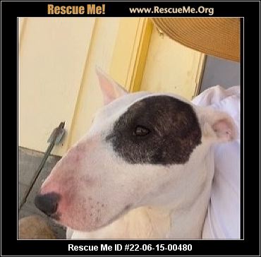 - California Bull Terrier Rescue - ADOPTIONS - Rescue Me!