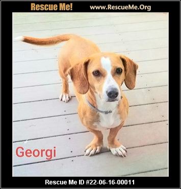 - Pennsylvania Beagle Rescue - ADOPTIONS - Rescue Me!