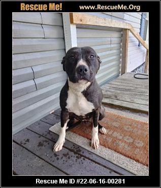 - Tennessee Pit Bull Rescue - ADOPTIONS - Rescue Me!