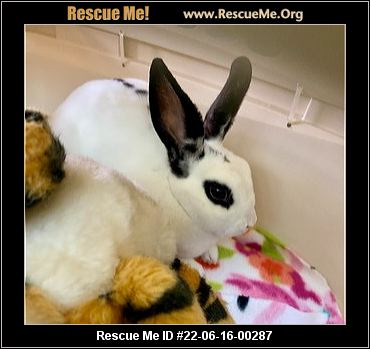 - Florida Rabbit Rescue - ADOPTIONS - Rescue Me!