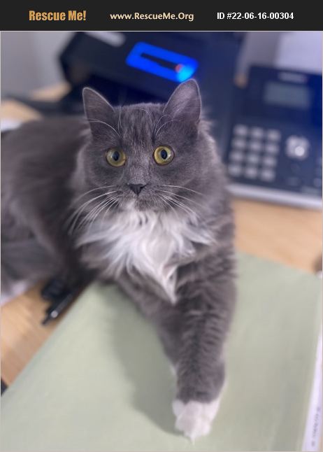 ADOPT 22061600304 ~ Domestic Cat Rescue ~ Richmond, VA