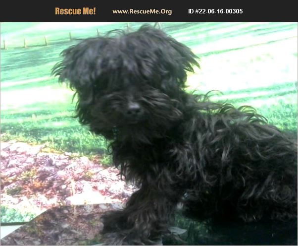 ADOPT 22061600305 ~ Poodle Rescue ~ Moreno Valley, CA