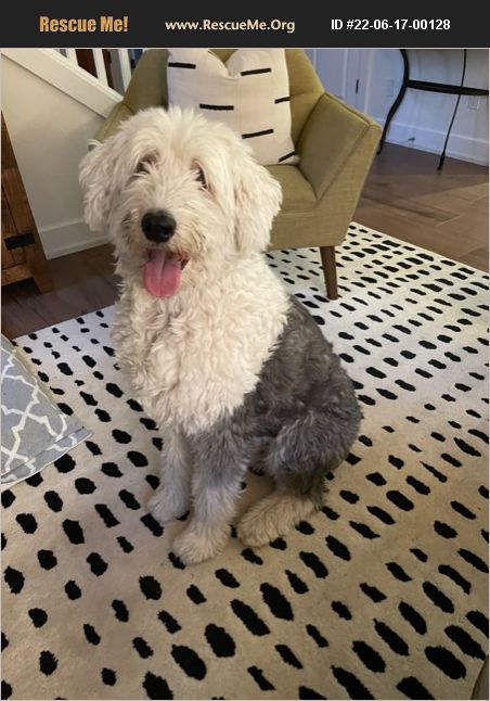 ADOPT 22061700128 ~ Old English Sheepdog Rescue ~ Bend, OR