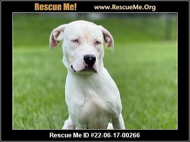 - Florida Boxer Rescue - ADOPTIONS - Rescue Me!