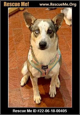 - New Mexico Dog Rescue - ADOPTIONS - Rescue Me!