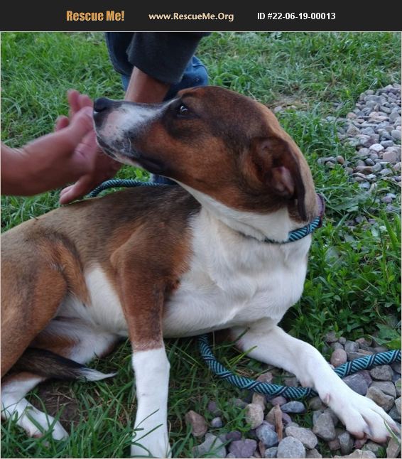 ADOPT 22061900013 ~ Beagle Rescue ~ Benton, PA