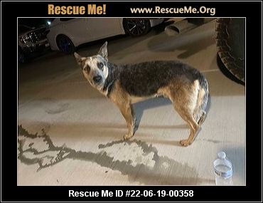 - California Australian Cattle Dog Rescue - ADOPTIONS - Rescue Me!