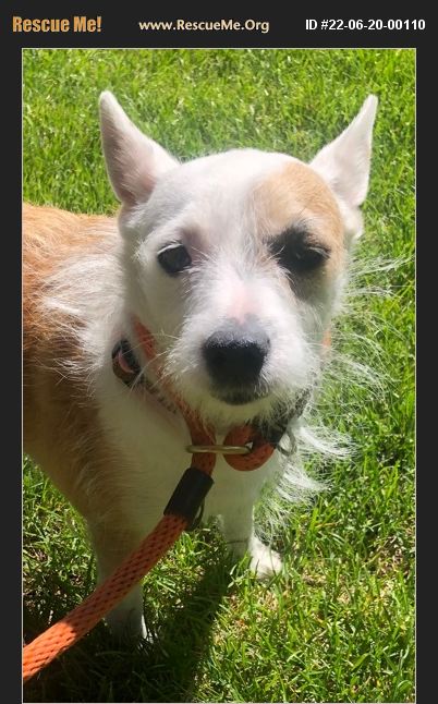 ADOPT 22062000110 ~ Jack Russell Rescue ~ Denver, CO