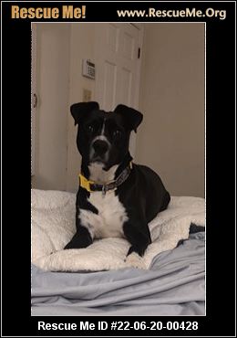 - Georgia Border Collie Rescue - ADOPTIONS - Rescue Me!