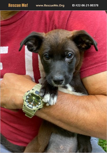 ADOPT 22062100378 ~ Boxer Rescue ~ Southbury, CT