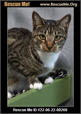 - South Carolina Cat Rescue - ADOPTIONS - Rescue Me!