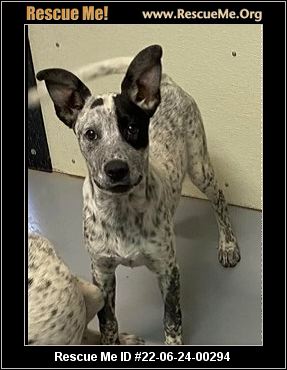 - New Mexico Dog Rescue - ADOPTIONS - Rescue Me!