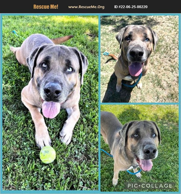 ADOPT 22062500220 ~ Mastiff Rescue ~ Riverside County, CA