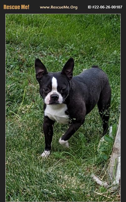 ADOPT 22062600107 ~ Boston Terrier Rescue ~ Parker, CO