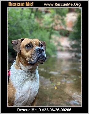 - Arizona Boxer Rescue - ADOPTIONS - Rescue Me!