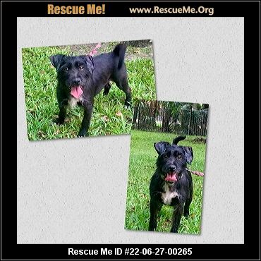 - Florida Schnauzer Rescue - ADOPTIONS - Rescue Me!