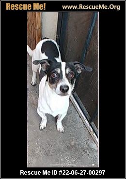 - California Jack Russell Rescue - ADOPTIONS - Rescue Me!