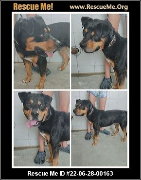 - Texas Rottweiler Rescue - ADOPTIONS - Rescue Me!