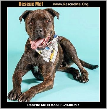 - California Bulldog Rescue - ADOPTIONS - Rescue Me!