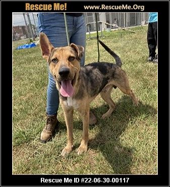 - Texas German Shepherd Rescue - ADOPTIONS - Rescue Me!