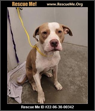 - Texas Pit Bull Rescue - ADOPTIONS - Rescue Me!